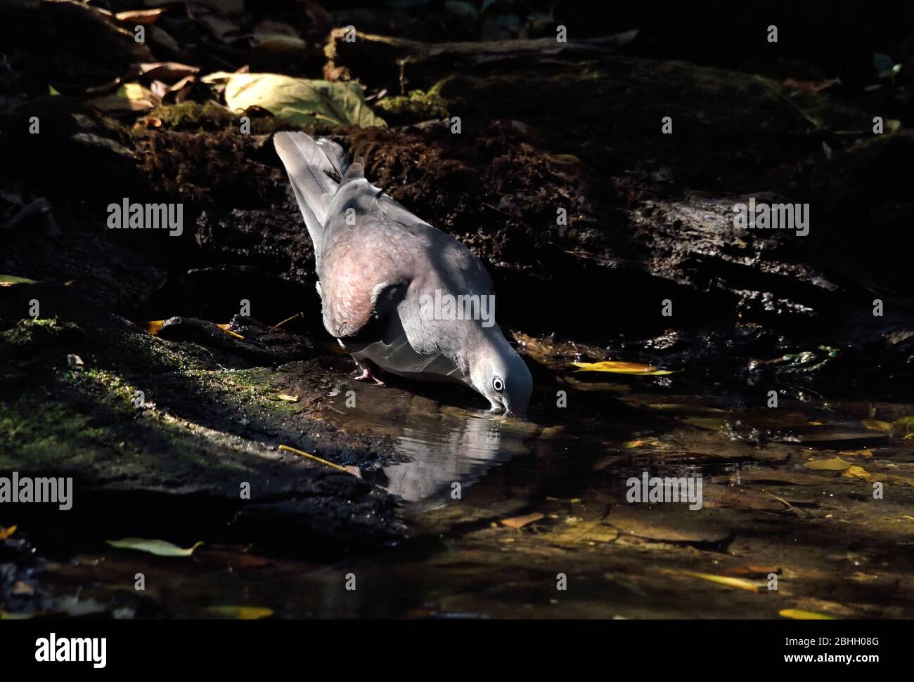 A Mountain Imperial-Pigeon (Ducula badia)drinking from a forest pool in ...