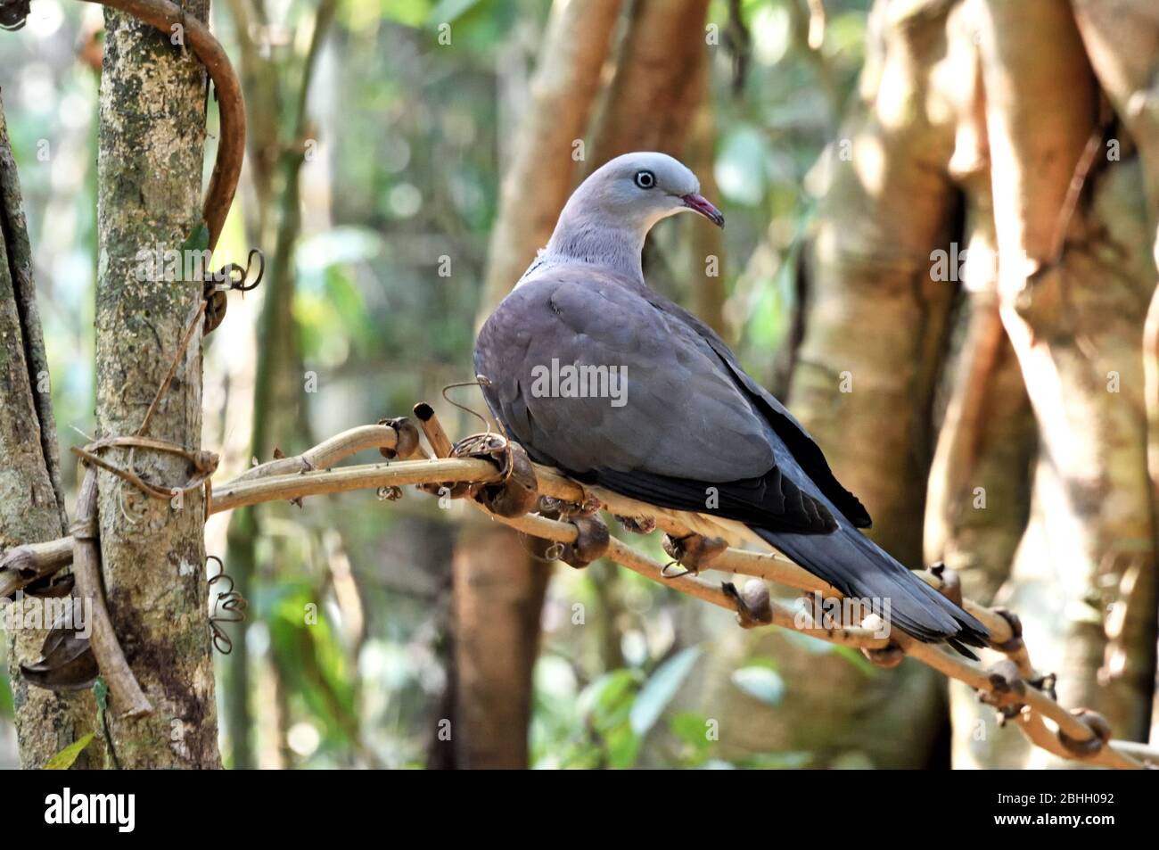Ducula badia mountain imperial hi-res stock photography and images - Alamy