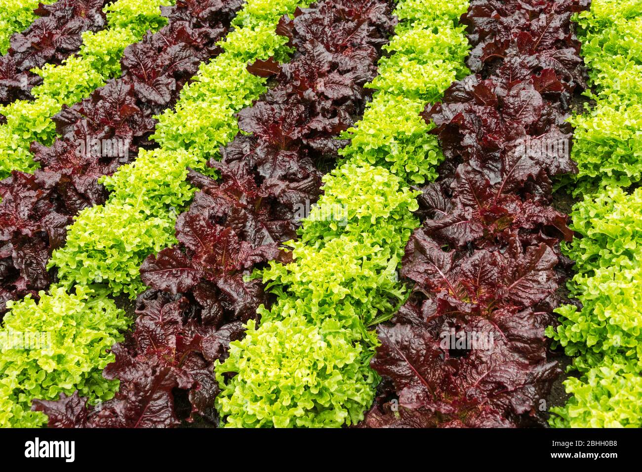 Varieties of lettuce growing in the vegetable garden at the Royal ...