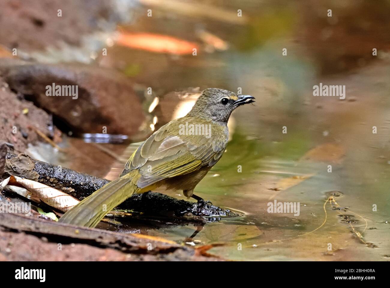 A Flavescent Bulbul (Pycnonotus flavescens) having caught an insect by ...