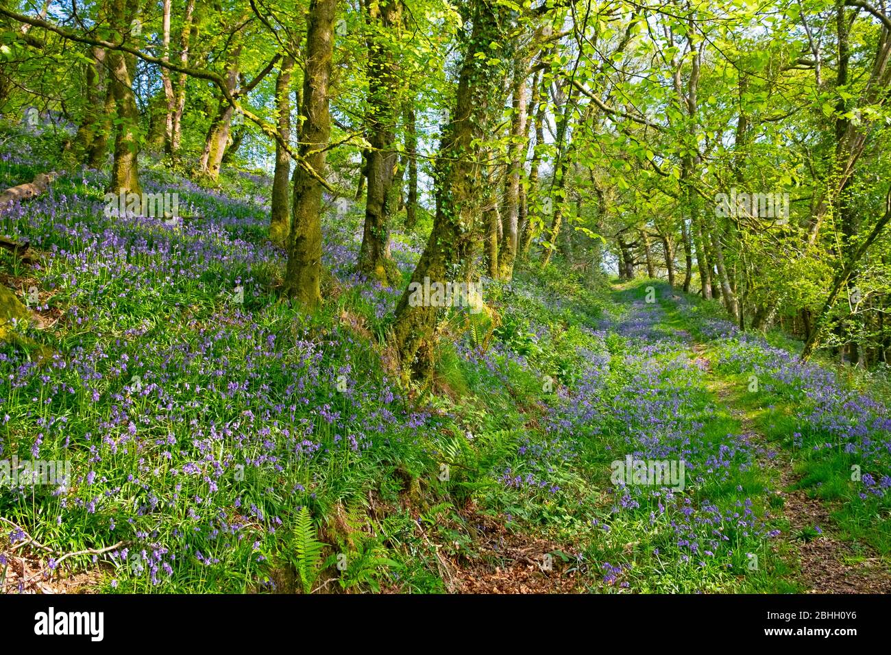 Bluebells bloom in a woodland in spring April 2020 in Carmarthenshire ...