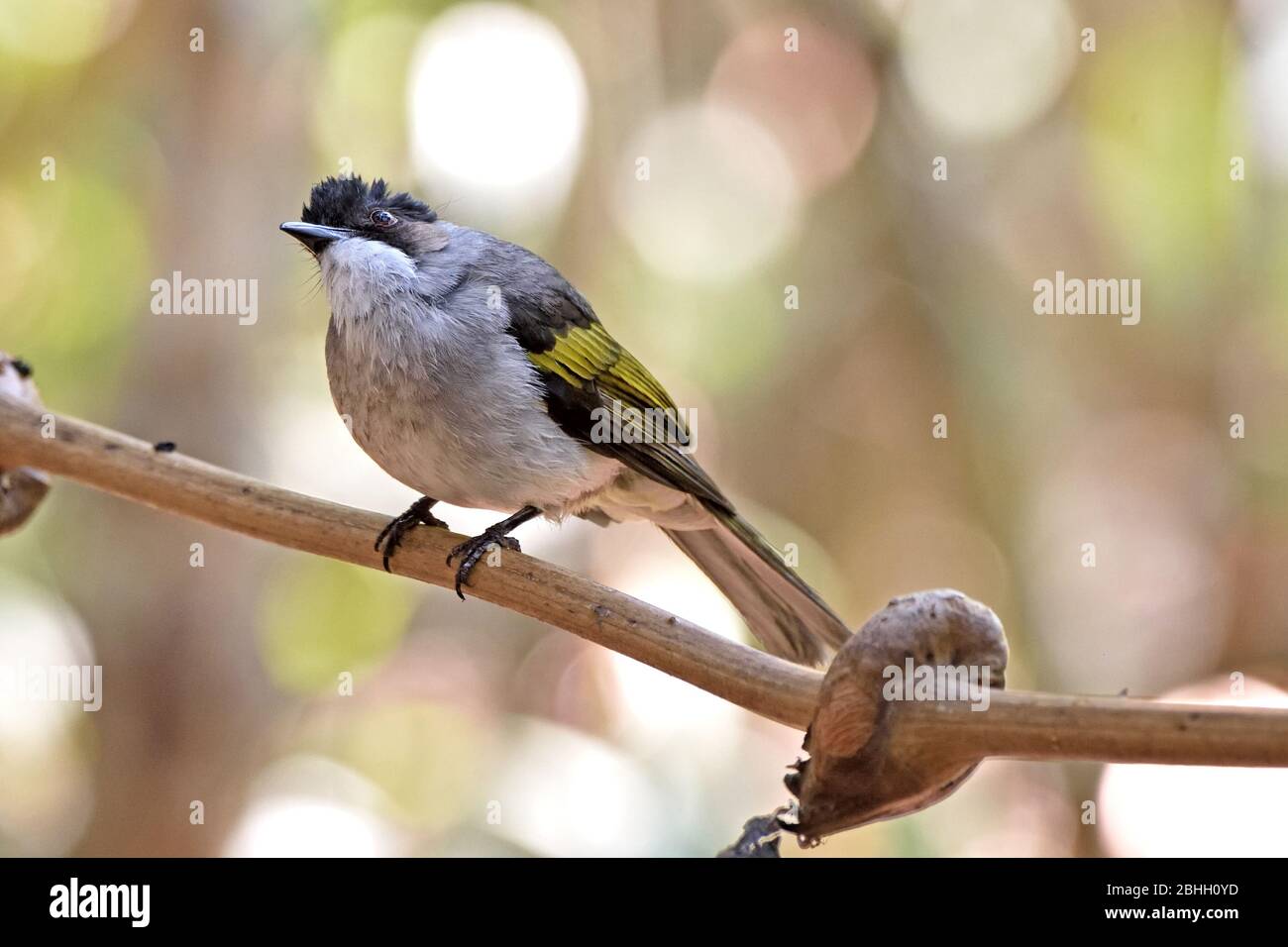 An Ashy Bulbul (Hemixos flavala) perched on a small branch in the ...