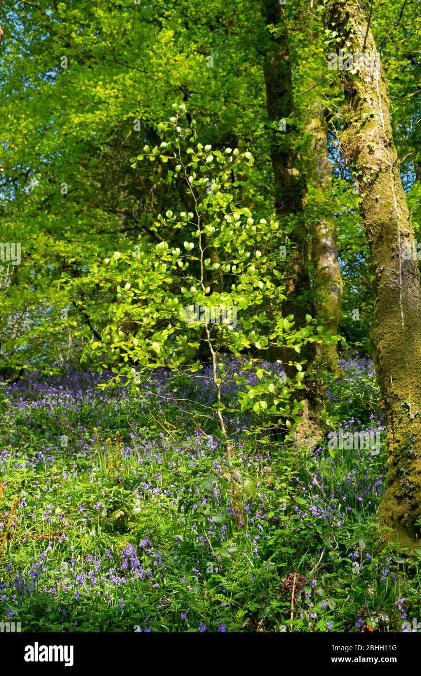 Beech sapling self seeded bluebells in a bluebell wood next to tall ...