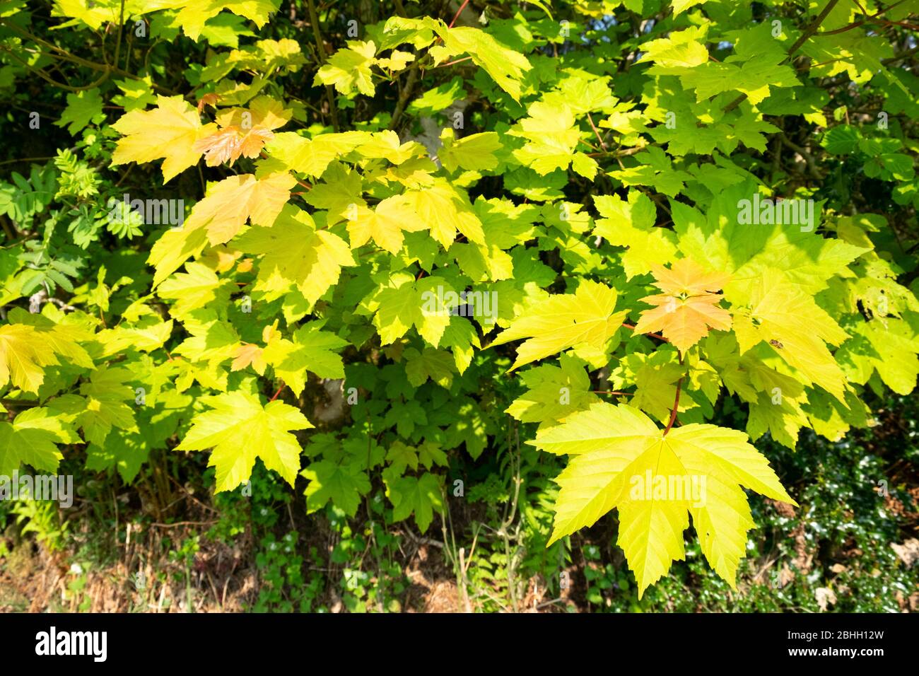 Acer pseudoplatanus Sycamore tree leaves growing in a hedgerow in April ...