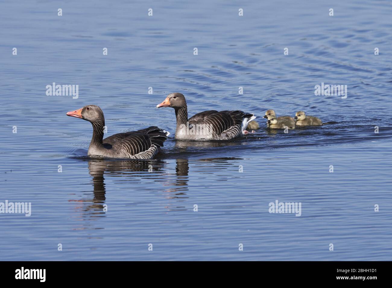 Goose family swimming in a blue pond, habitat background. Waterfowl ...
