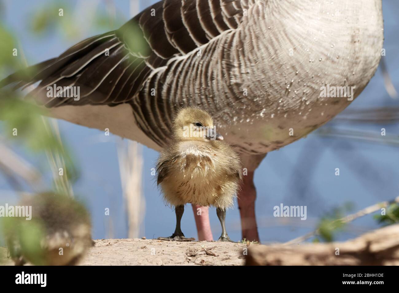Cute young gosling stands in front of the mother goose (greylag goose ...