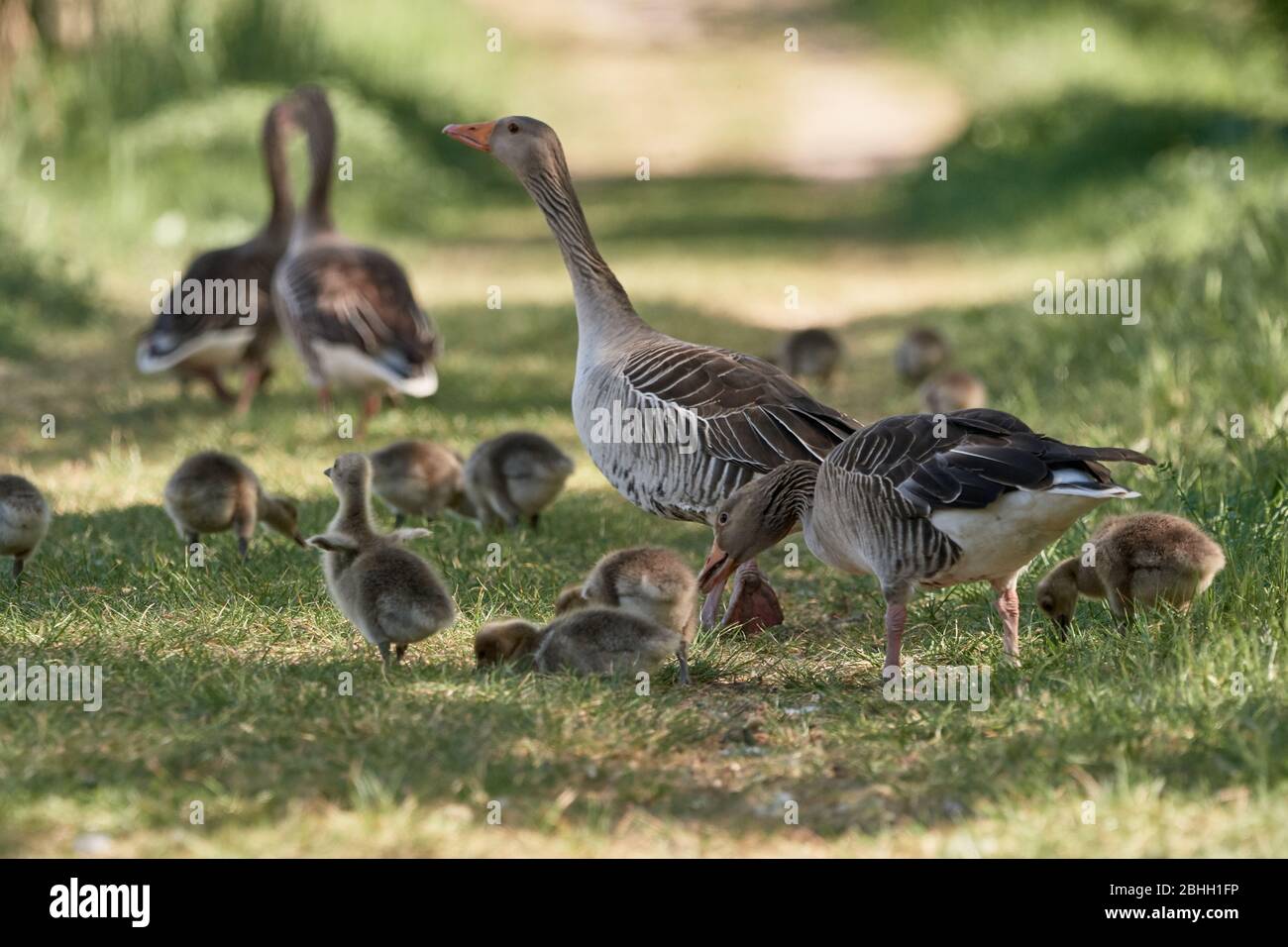 Grazing greylag geese (Anser anser) with cute goslings out for a family ...