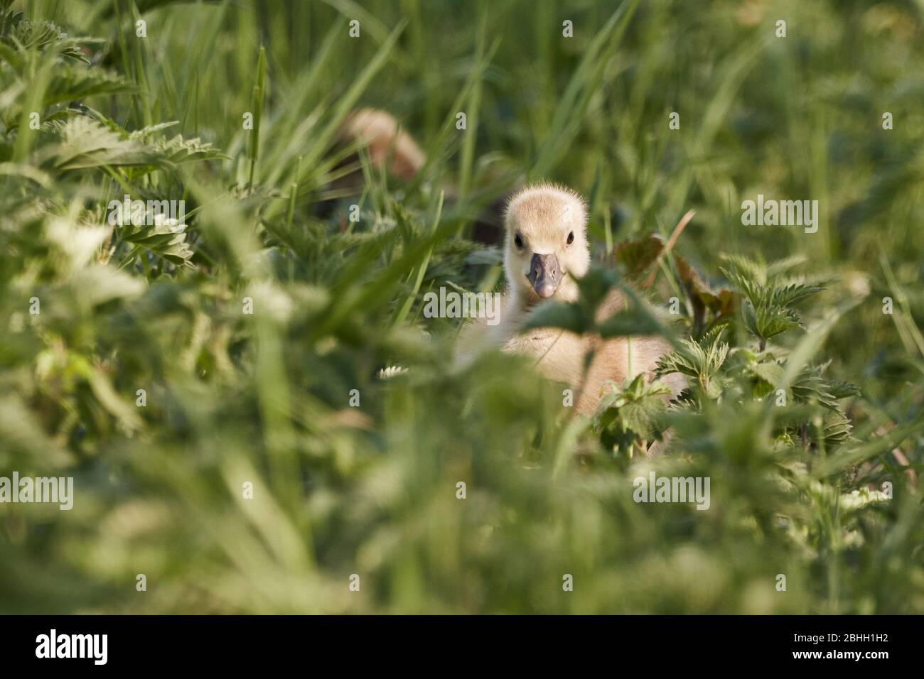 Cute gosling of Greylag goose (Anser anser) hiding in the grass Stock ...