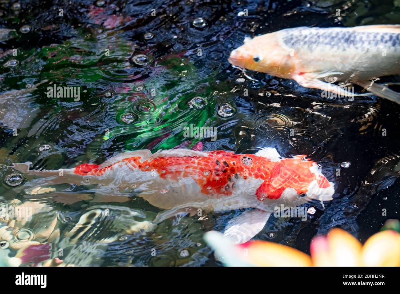 Good Luck Koi Fish High Resolution Stock Photography and Images - Alamy