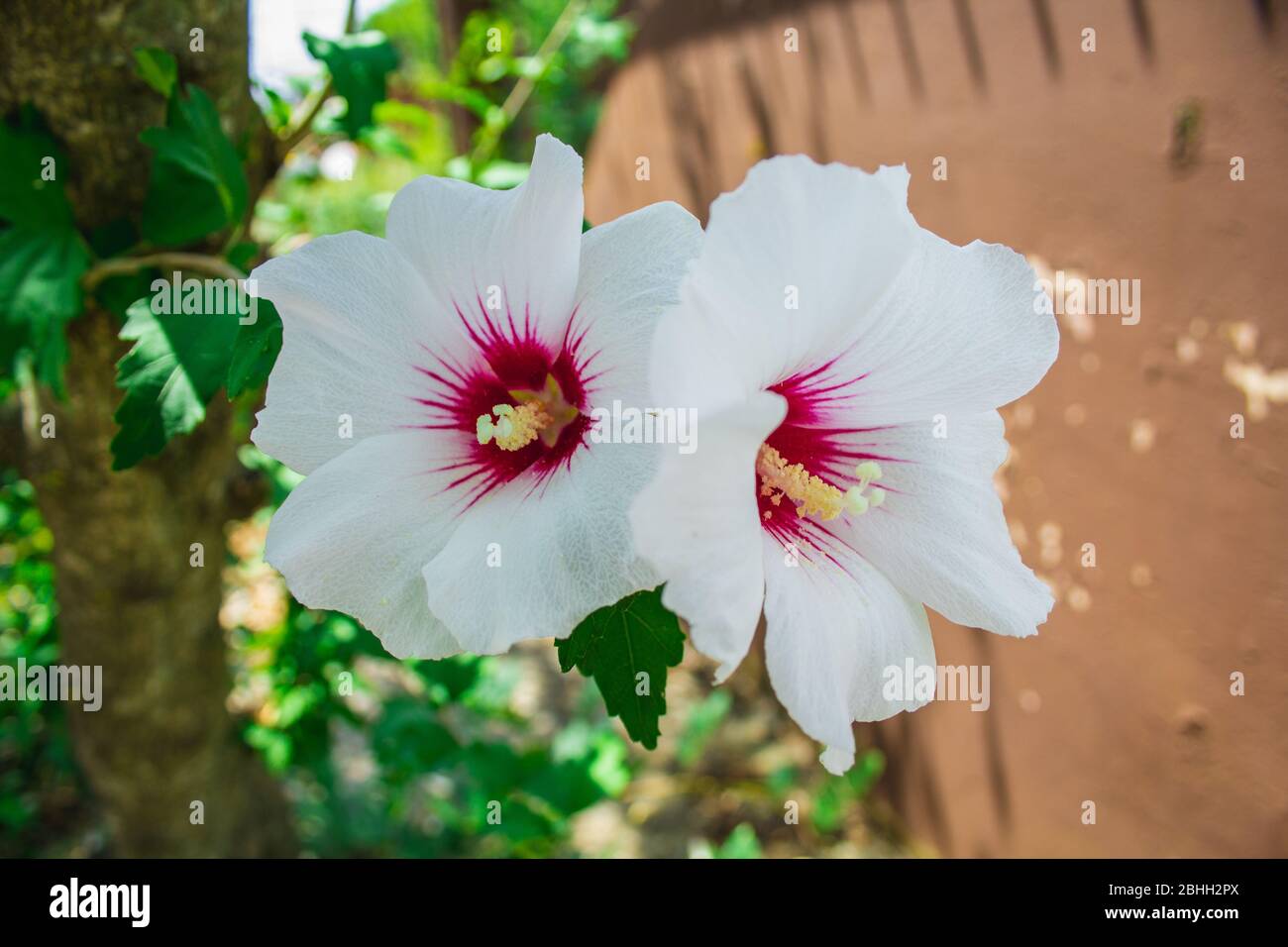 Hibiscus syriacus. Red Heart. Beautiful tropical flower in a garden in ...