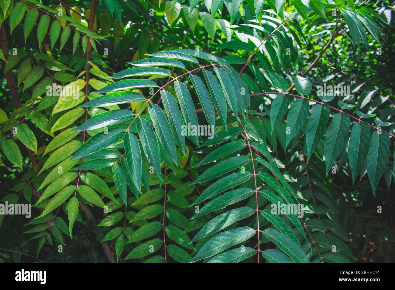 Croatia natural vegetation hi-res stock photography and images - Alamy