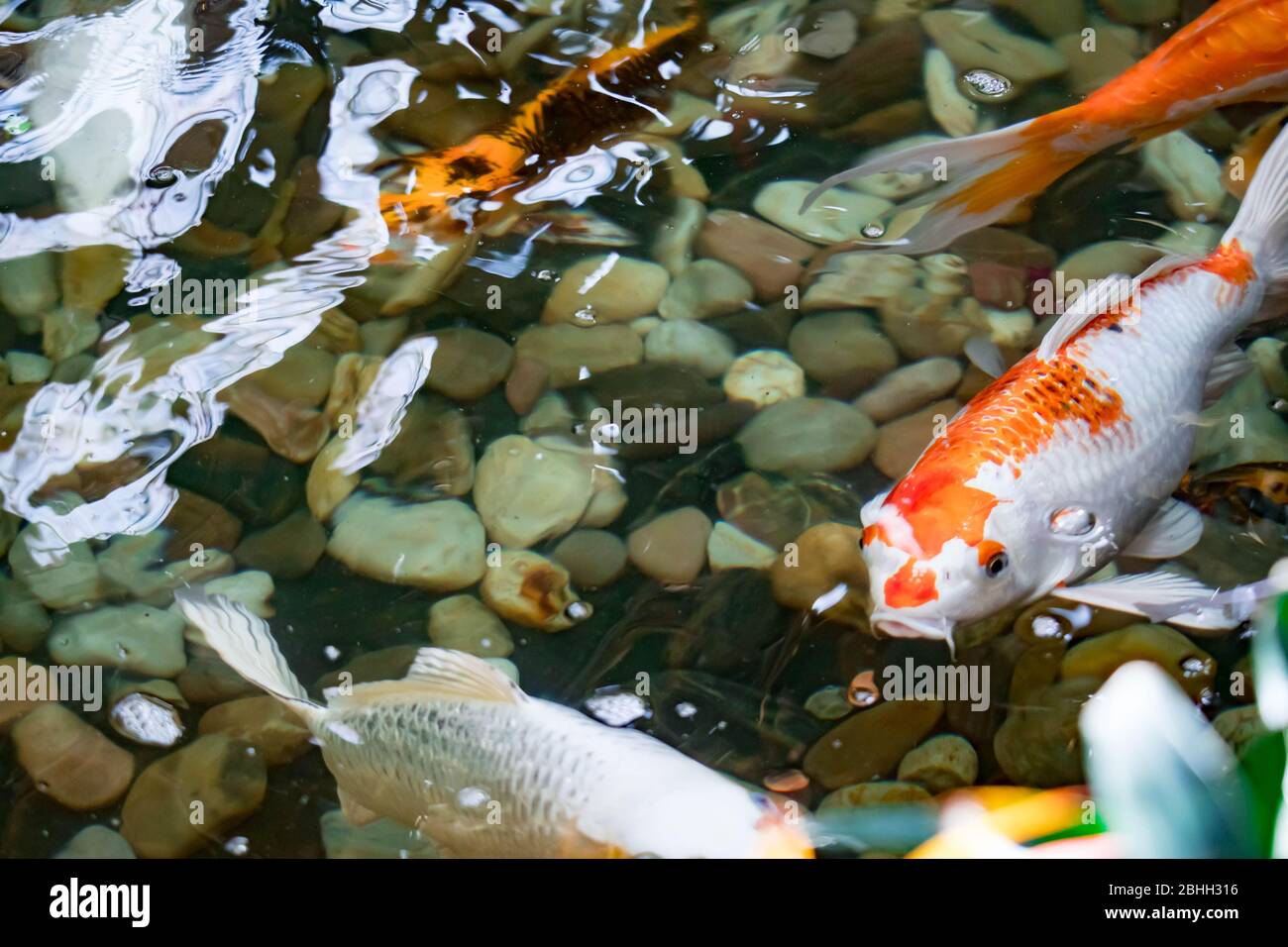 Good luck koi fish hi-res stock photography and images - Alamy