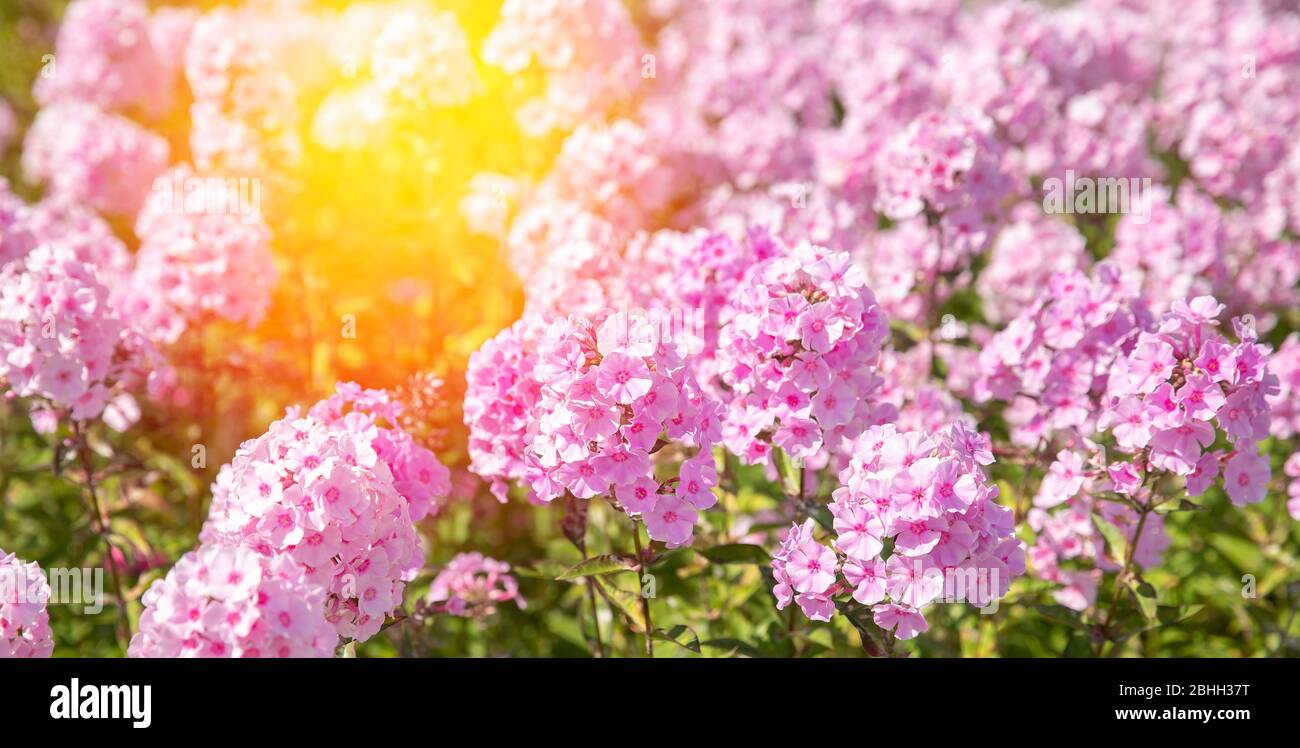 Beautiful nature scene with spring pink flowers background with sun ...