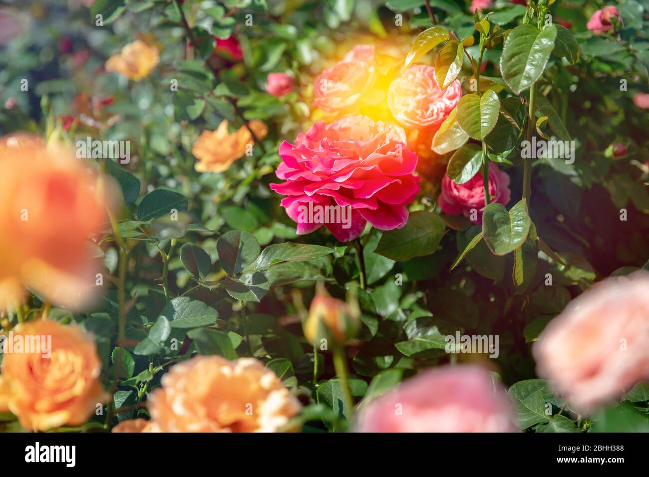 Beautiful nature scene with spring pink flowers roses background with ...