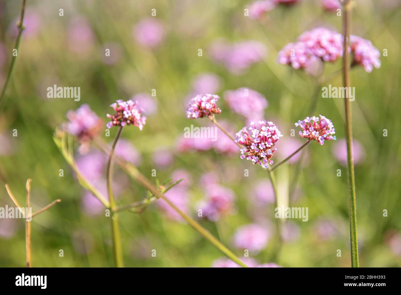 Beautiful nature scene with spring pink flowers background with sun ...
