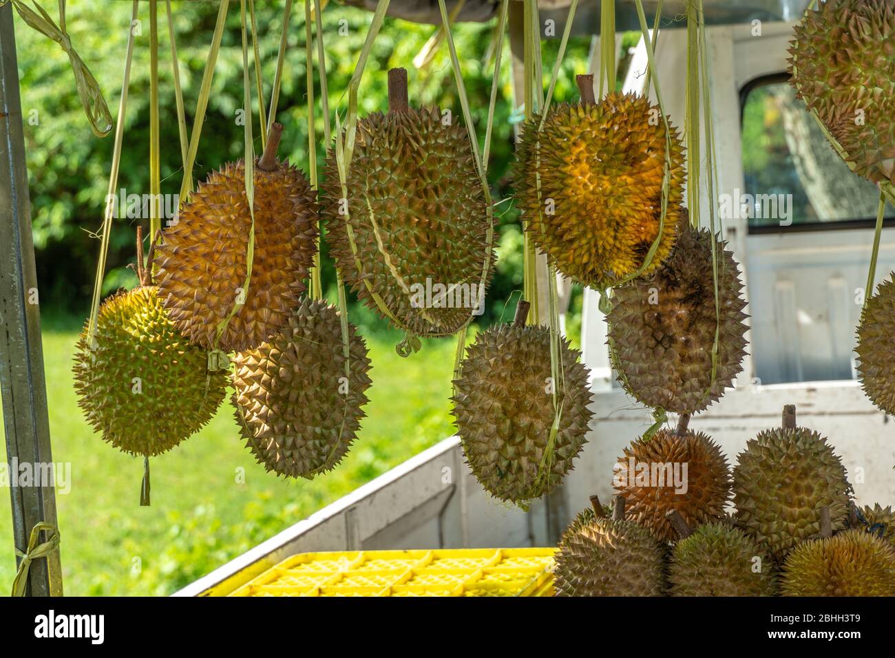 Buying Durian fruit from vendor in Bali, Indonesia Stock Photo - Alamy