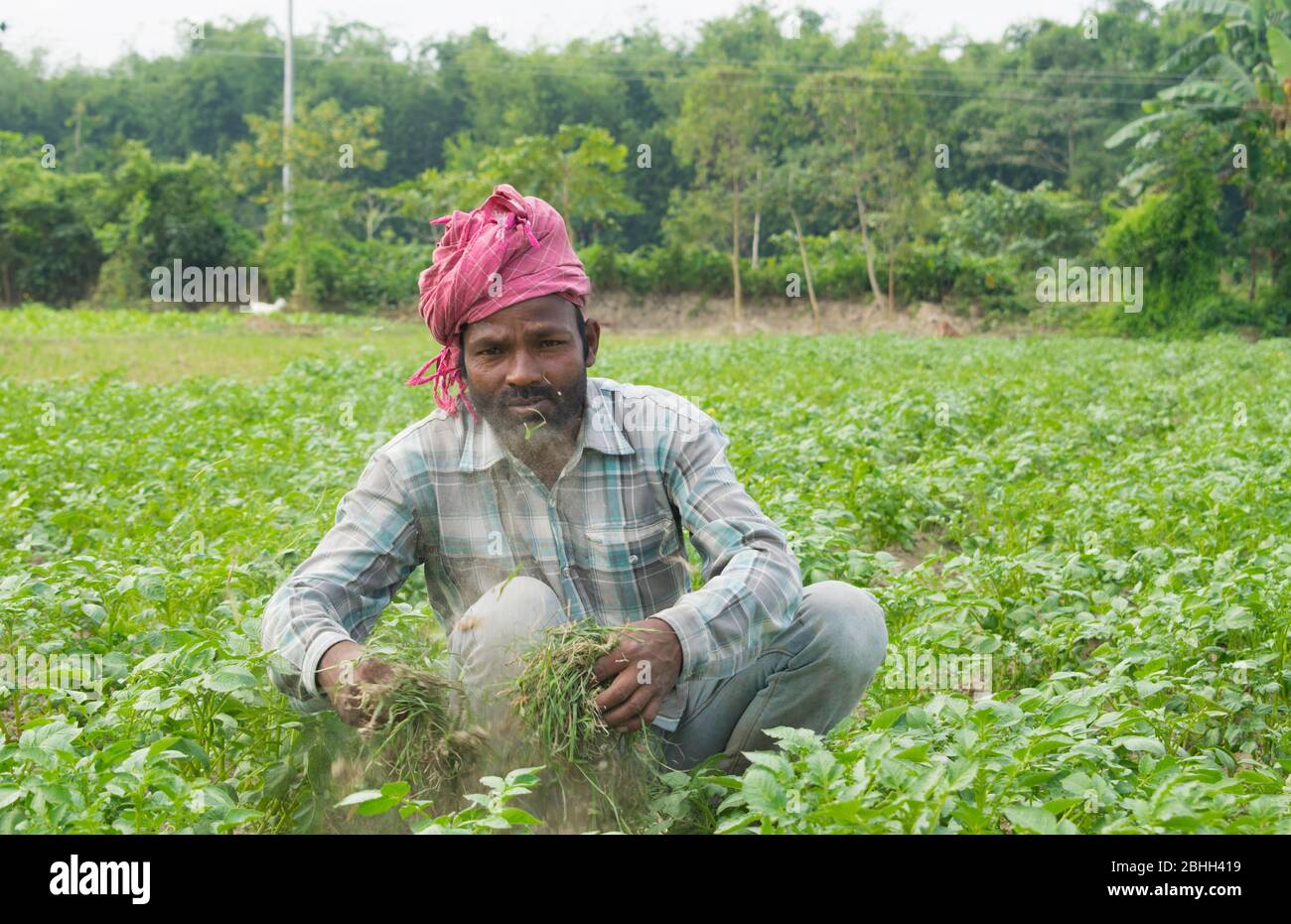 Indian farmer working in his field. India Stock Photo - Alamy