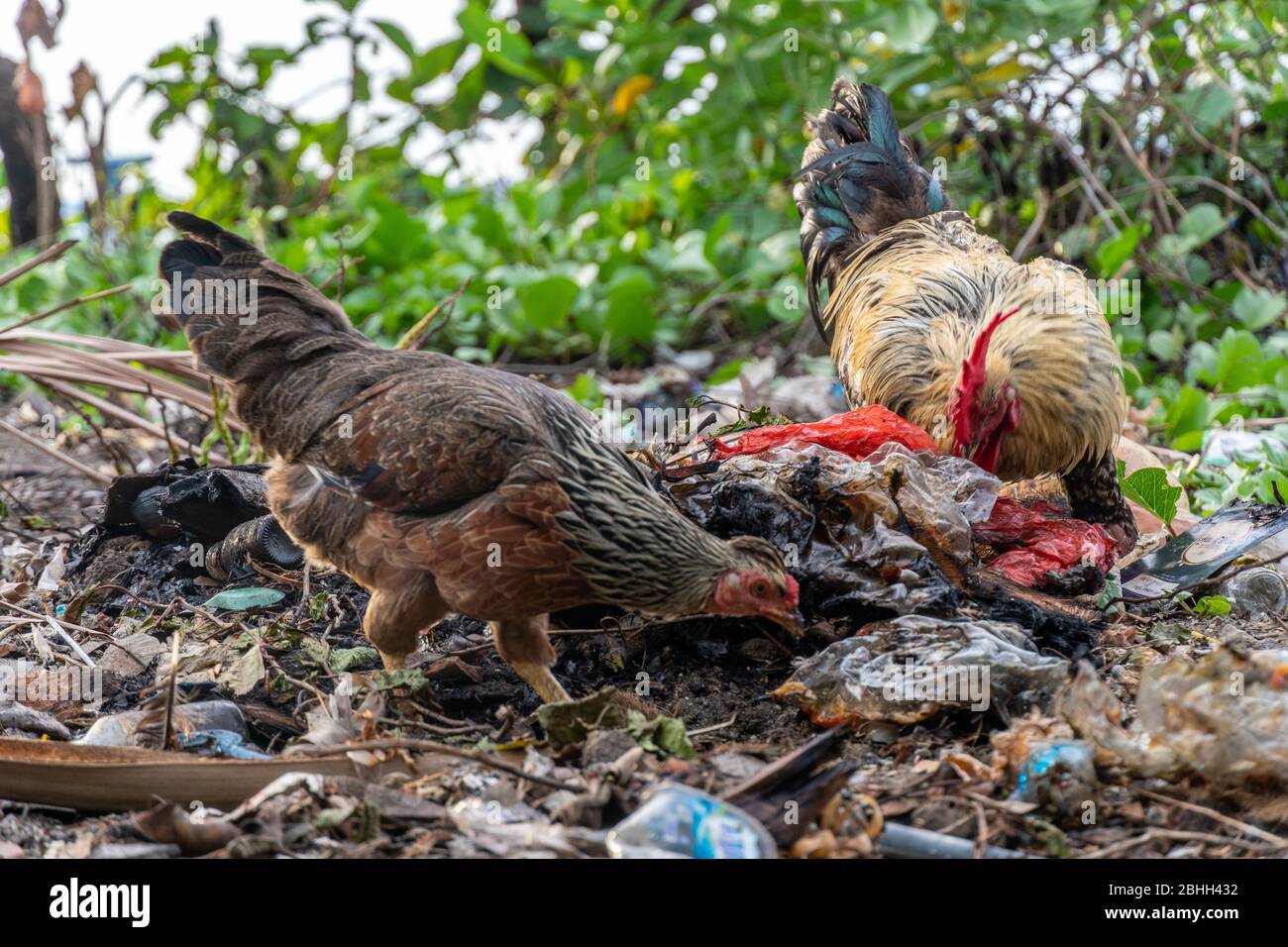 Chickens picking through a pile of garbage looking for food along the ...