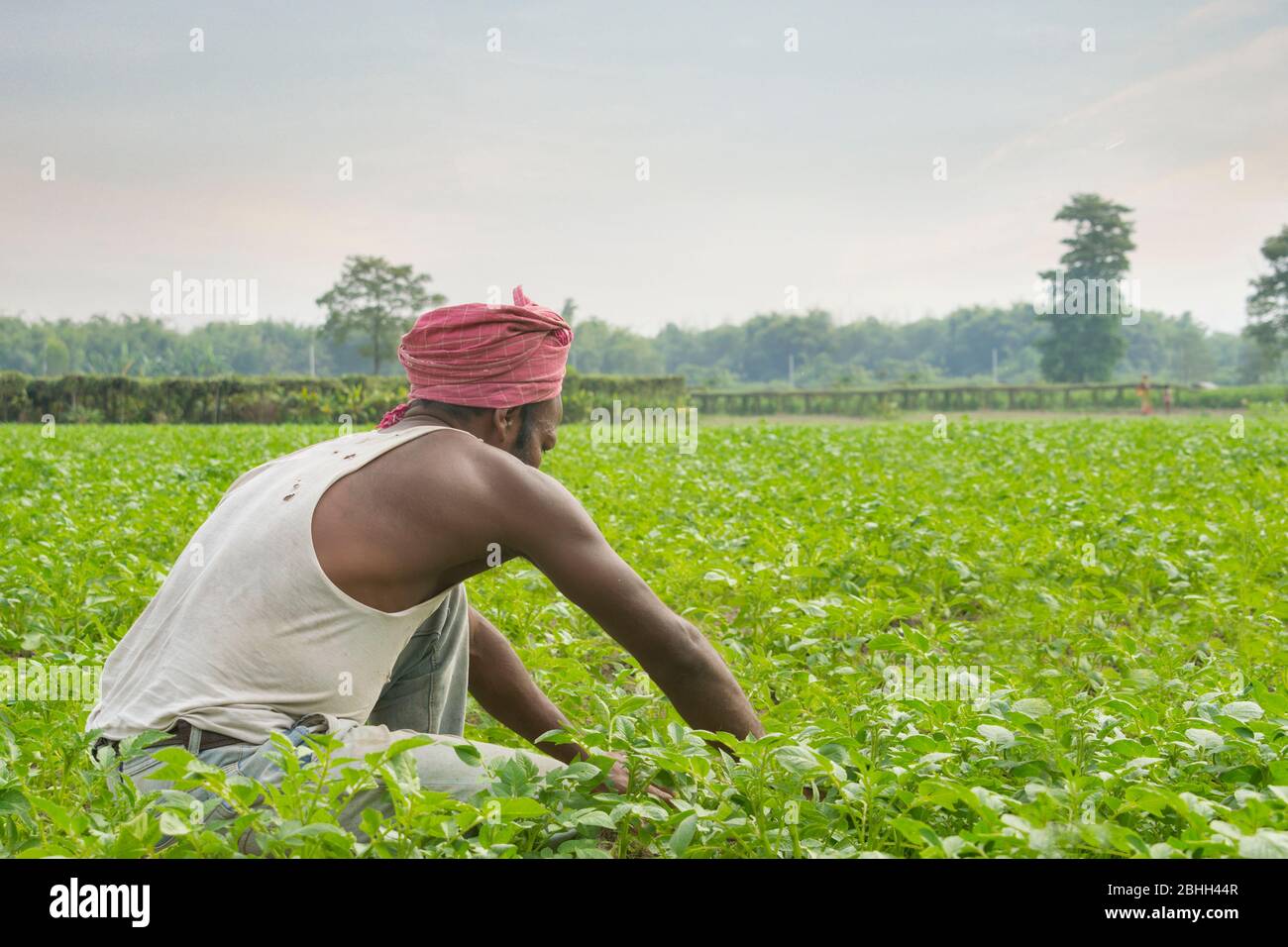 An Indian farmer working in his field. India Stock Photo - Alamy