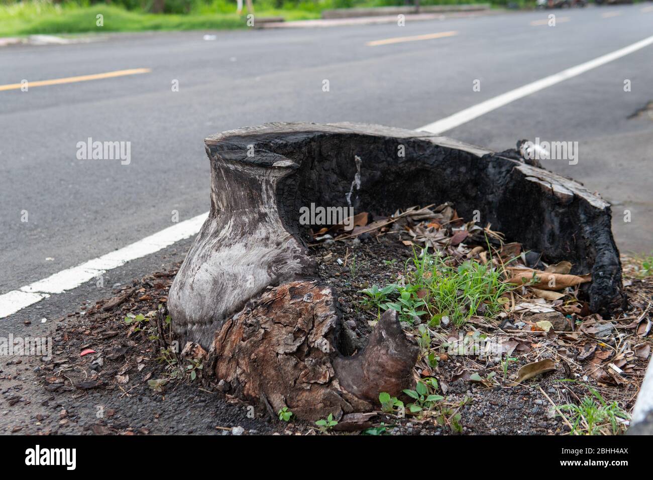 Tree stump growing out from side of road in Indonesia Stock Photo - Alamy