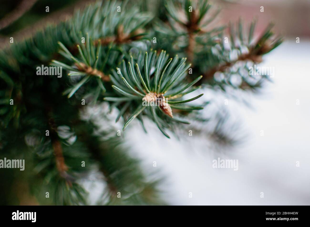 creative layout of blue spruce branches. Template for design for ...
