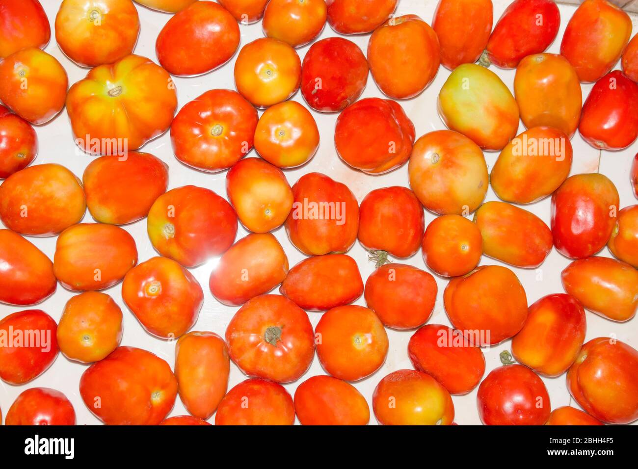 The tomato is the edible, often red, berry of the plant Solanum ...