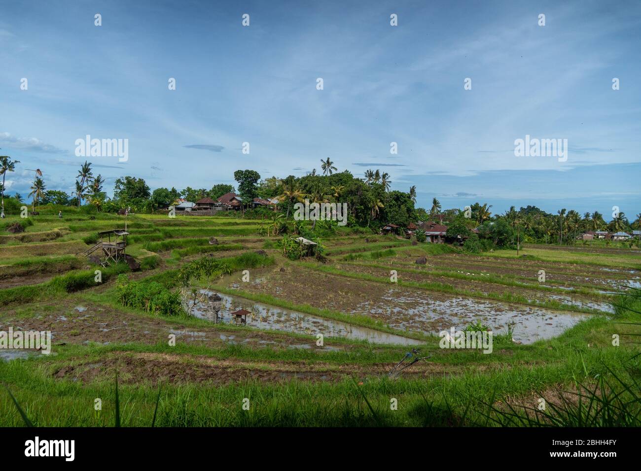 Balinese Rice Field Terraces with blue skies, green grass, and water in ...