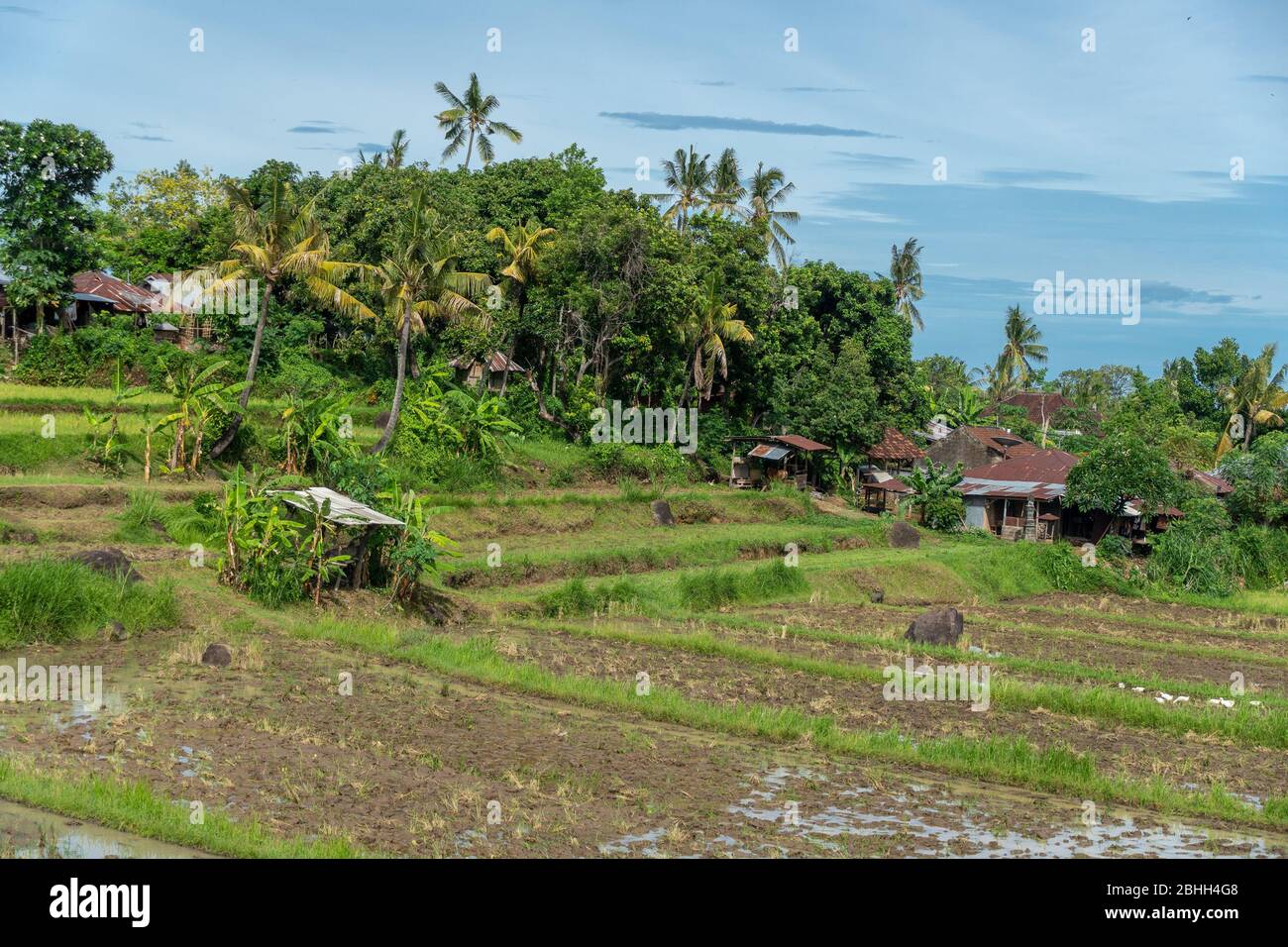 Balinese Rice Field Terraces with blue skies, green grass, and water in ...