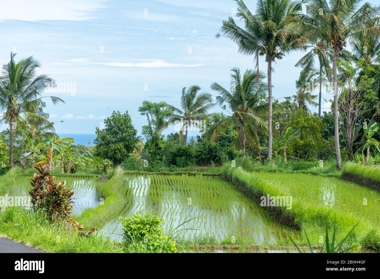 Beautiful Balinese Landscape with Rice Fields and Palm Trees Stock ...