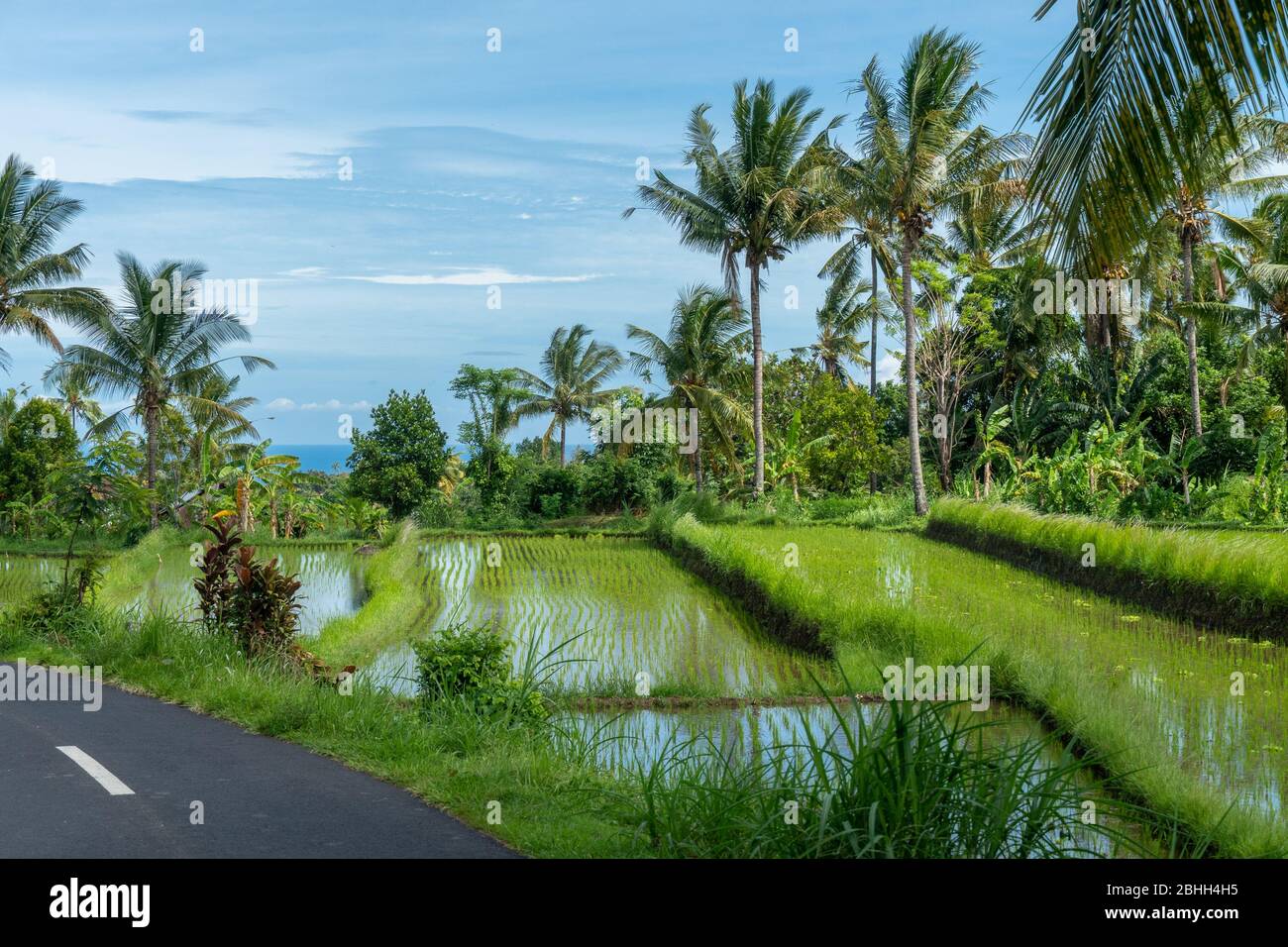 Beautiful Balinese Landscape with Rice Fields and Palm Trees Stock ...