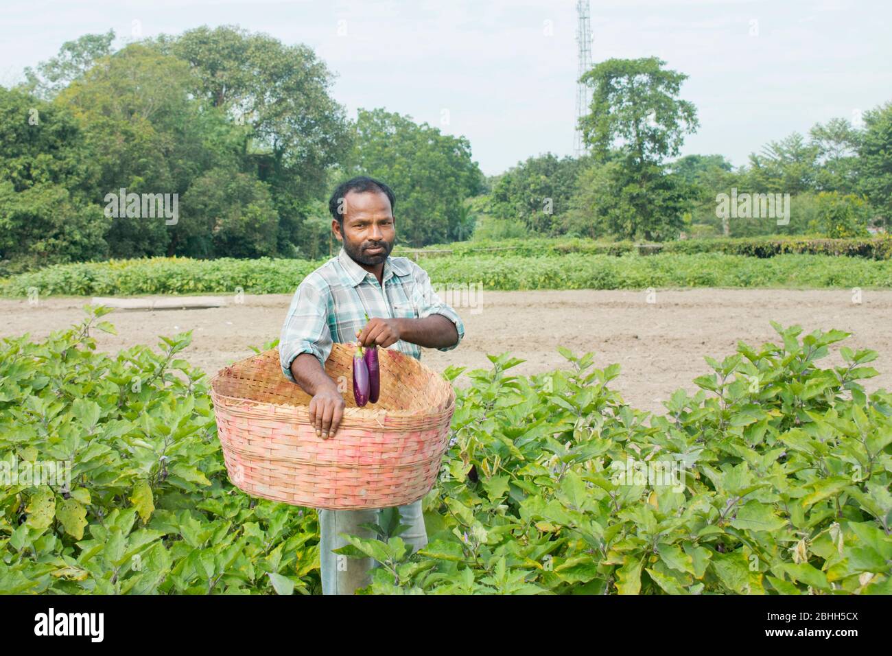 man plucking Vegetable India Stock Photo - Alamy