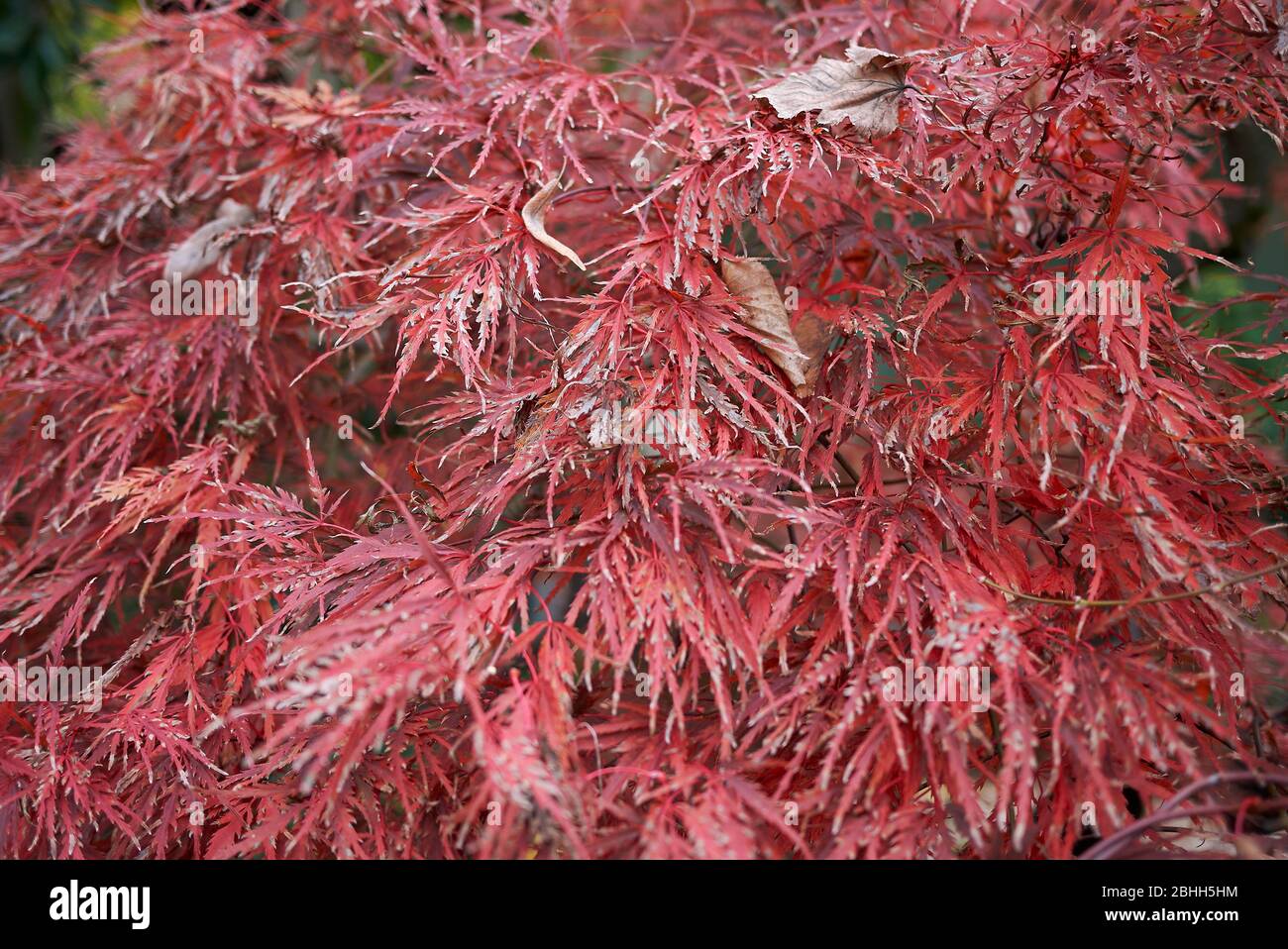 Acer palmatum dissectum Stock Photo - Alamy