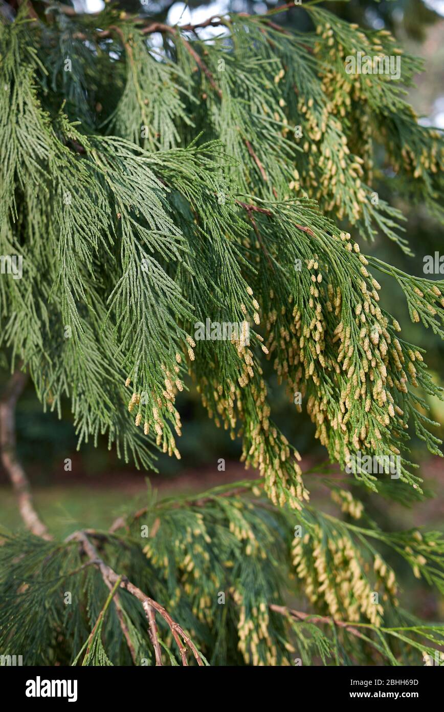 Calocedrus decurrens tree in bloom Stock Photo - Alamy