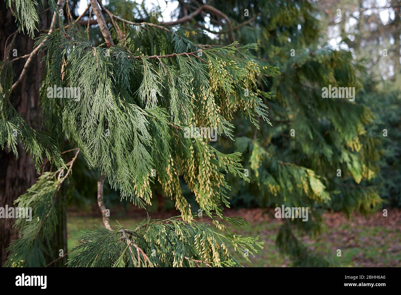 Calocedrus decurrens tree in bloom Stock Photo - Alamy