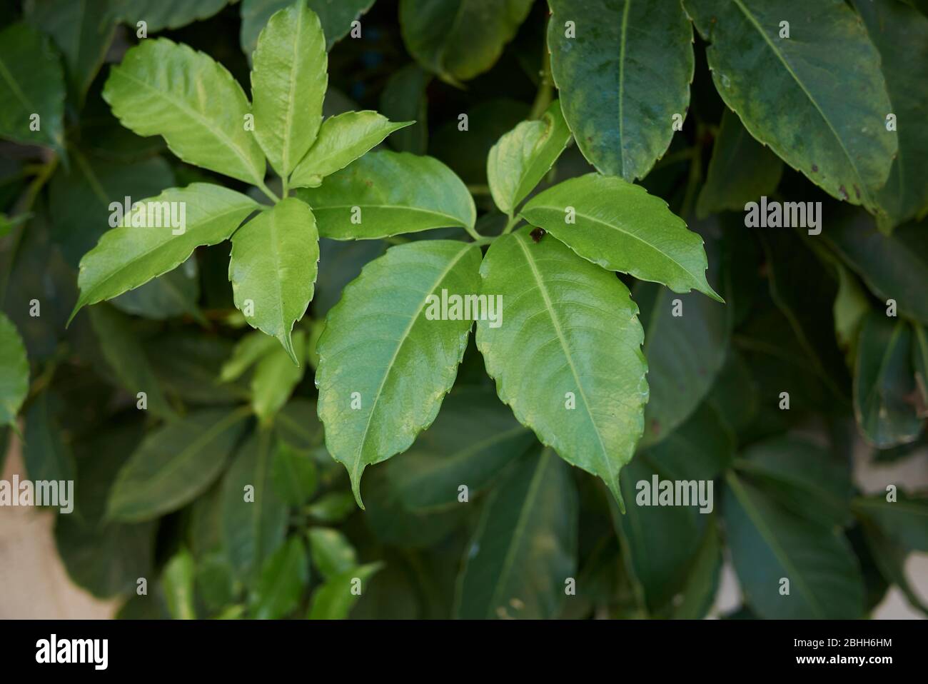 Tetrastigma voinierianum green lush foliage Stock Photo - Alamy
