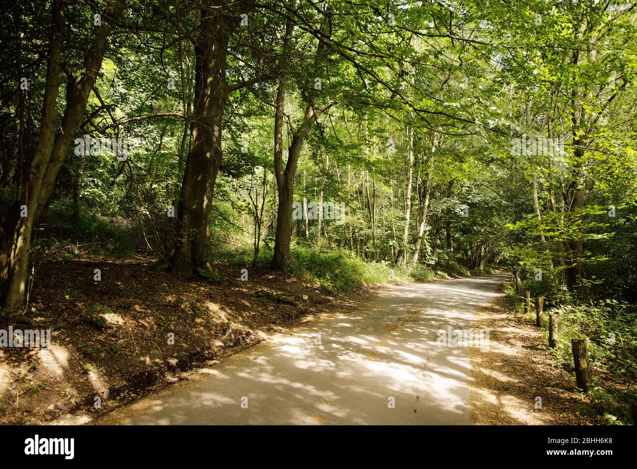 road making its way in a forest of tress Stock Photo - Alamy