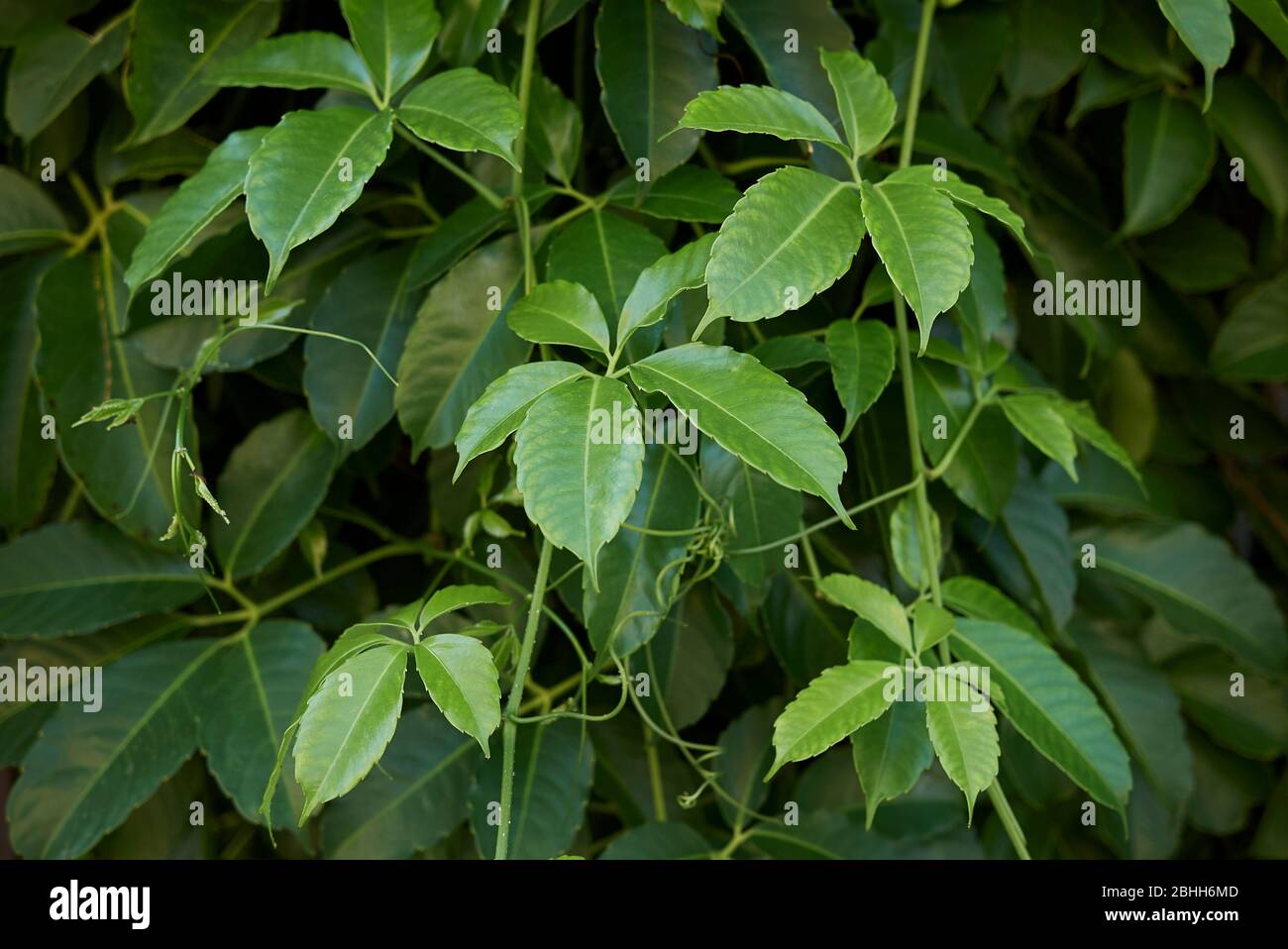 Vine tetrastigma hi-res stock photography and images - Alamy