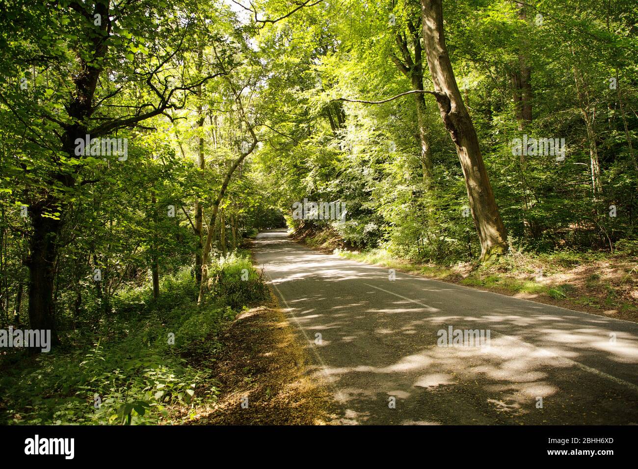 road making its way in a forest of tress Stock Photo - Alamy