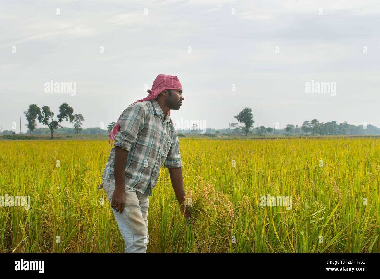 farmer standing looking over the crops and fields in india Stock Photo ...