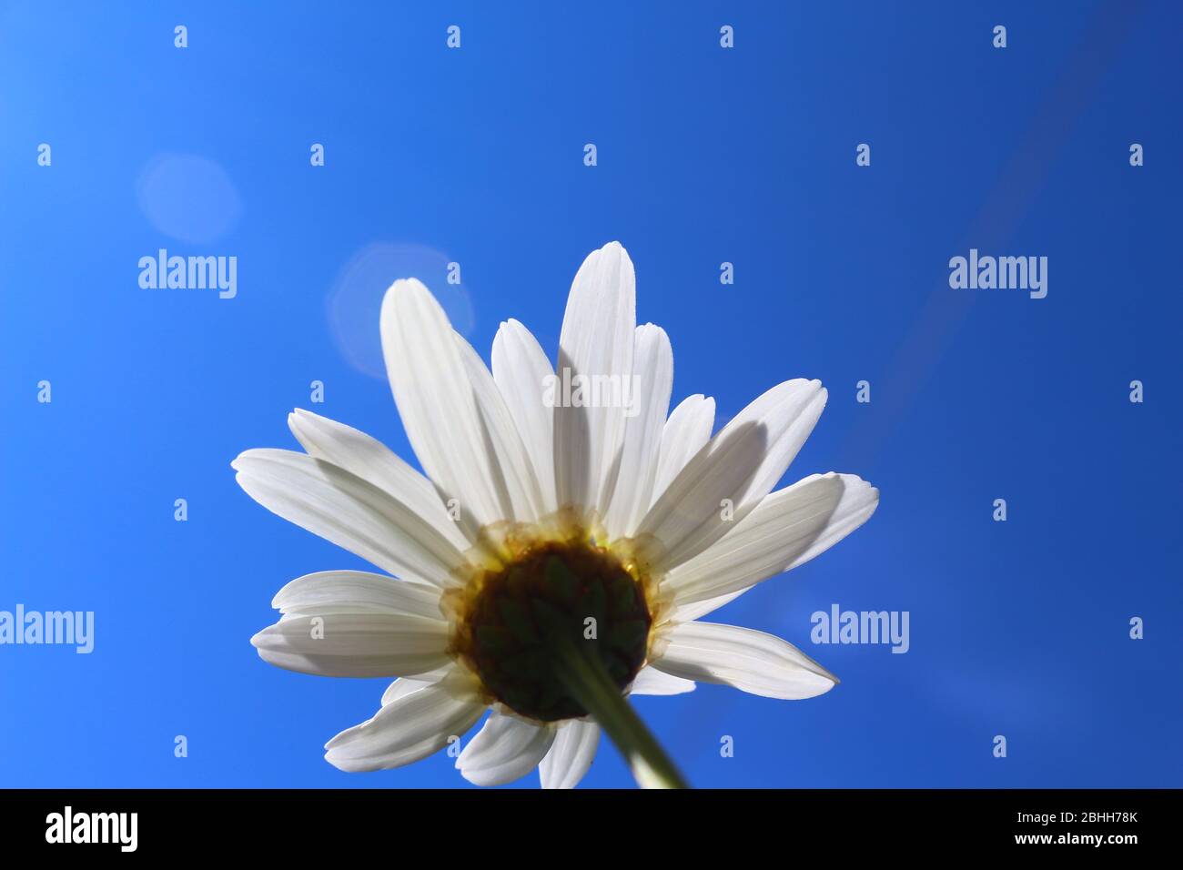Daisy and blue sky Stock Photo - Alamy
