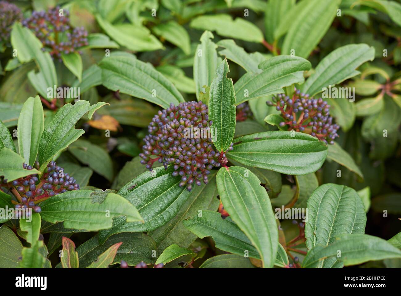 Viburnum davidii shrub with blue fruits Stock Photo - Alamy