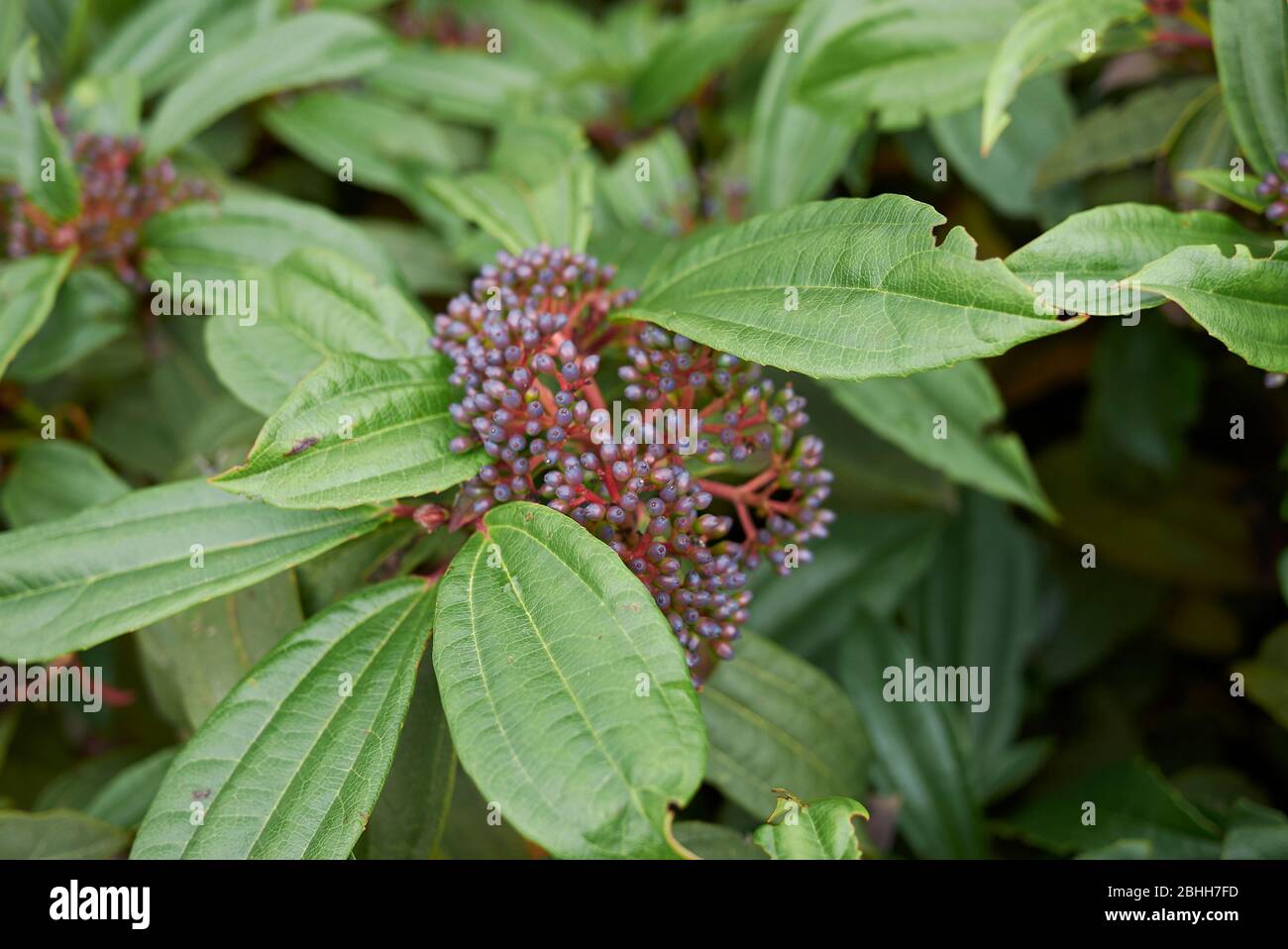 Viburnum davidii shrub with blue fruits Stock Photo - Alamy