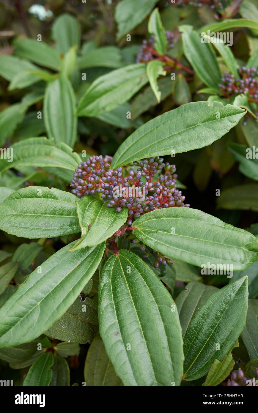 Viburnum davidii shrub with blue fruits Stock Photo - Alamy