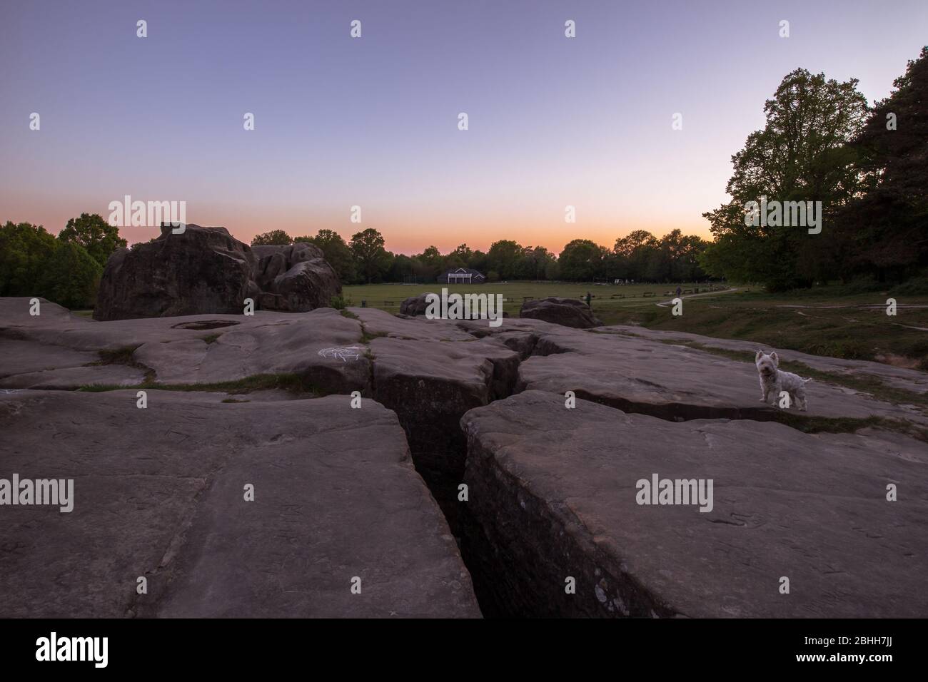 West Highland Terrier at Wellington Rocks, Royal Tunbridge Wells Common ...