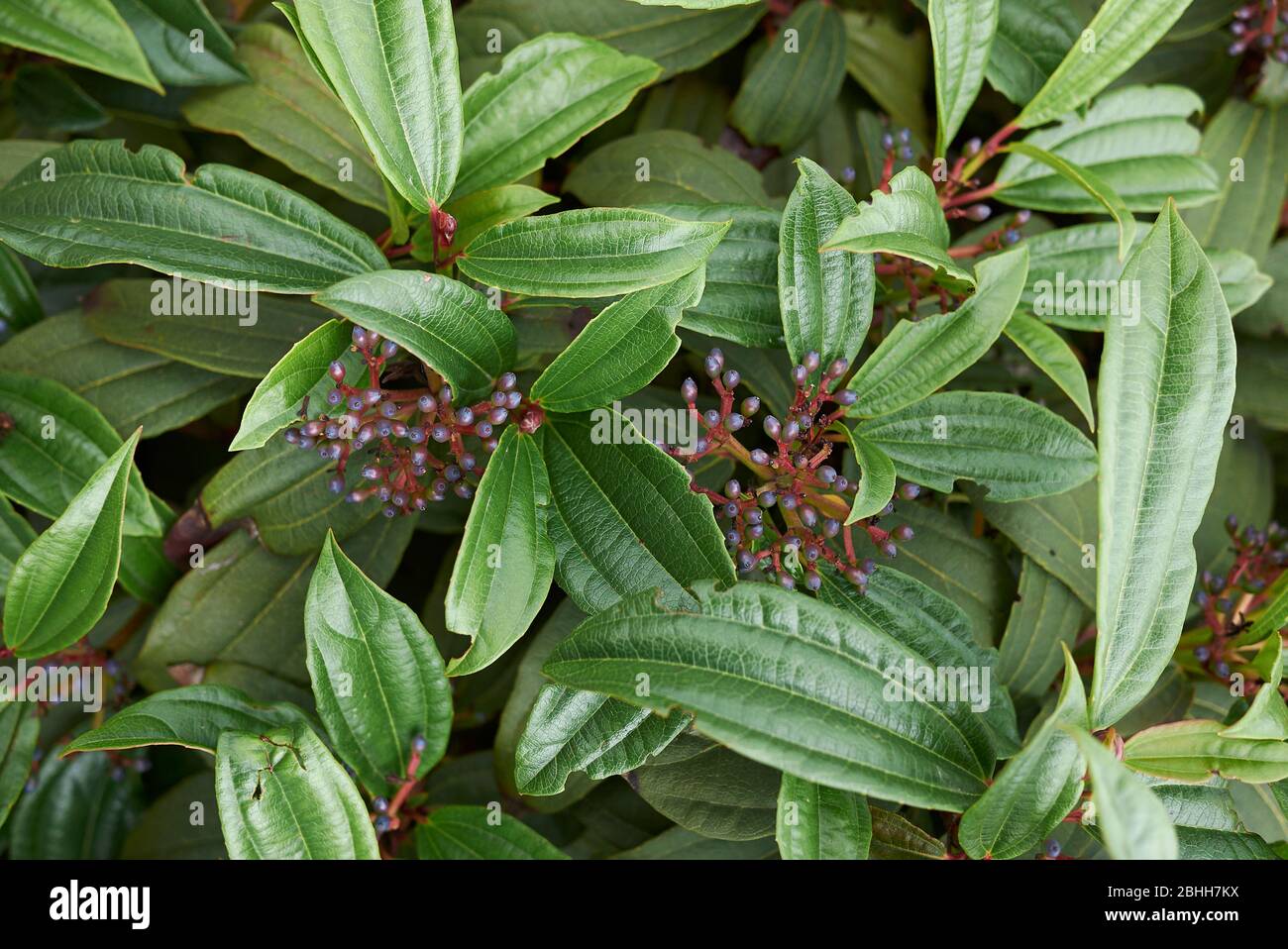 Viburnum davidii shrub with blue fruits Stock Photo - Alamy