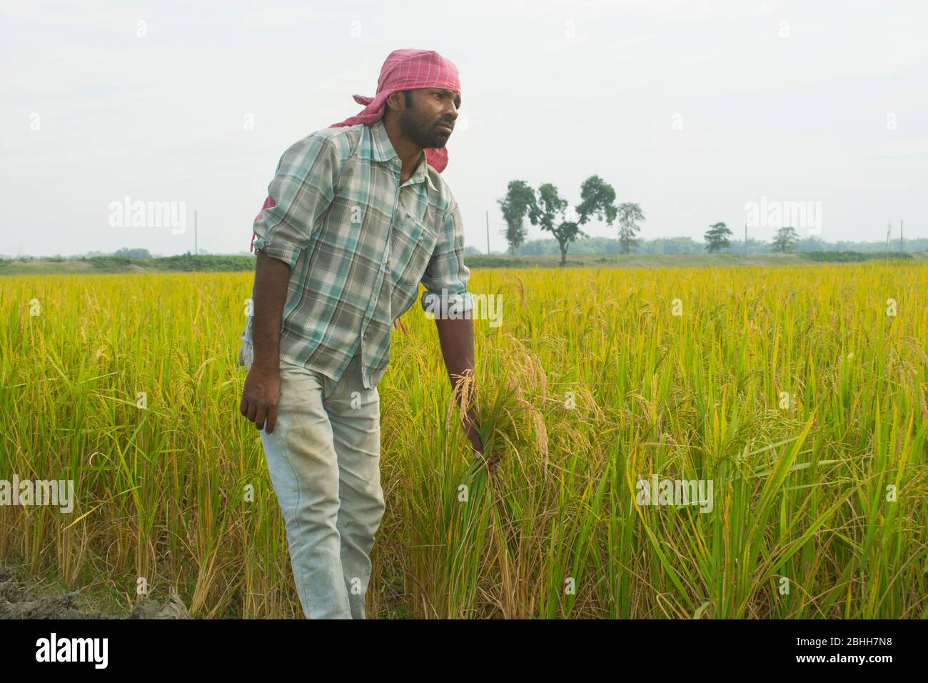 Farmer looking at green crops hi-res stock photography and images - Alamy