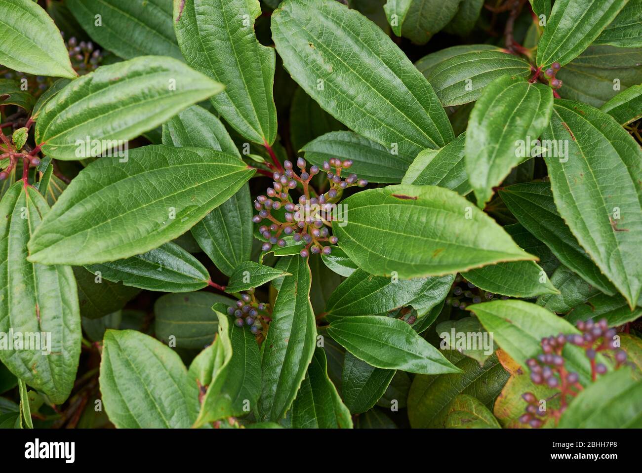 Viburnum davidii shrub with blue fruits Stock Photo - Alamy
