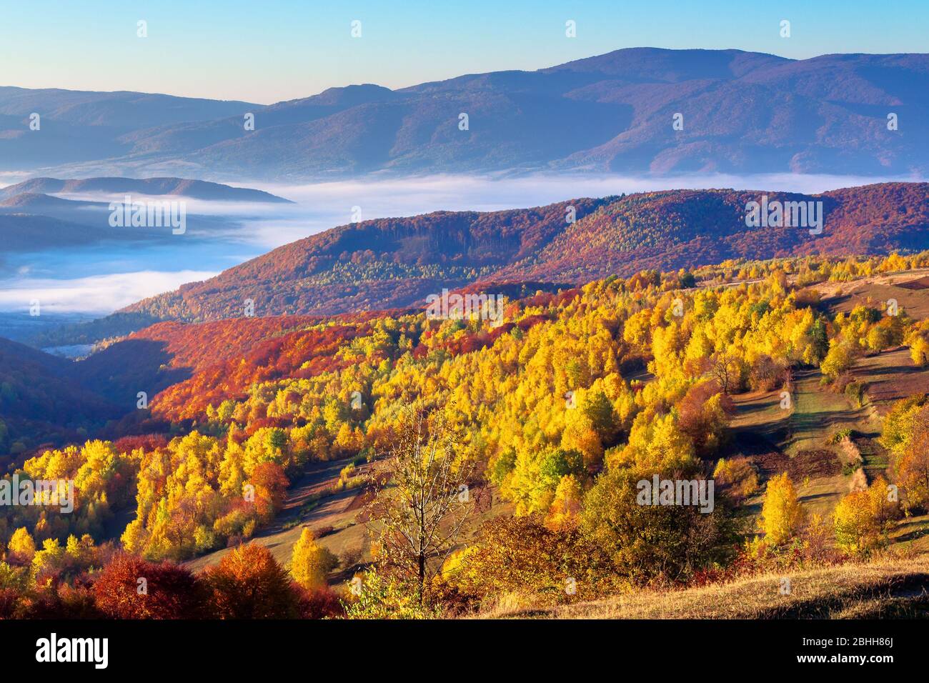autumn sunrise in mountainous countryside. trees in golden foliage on ...