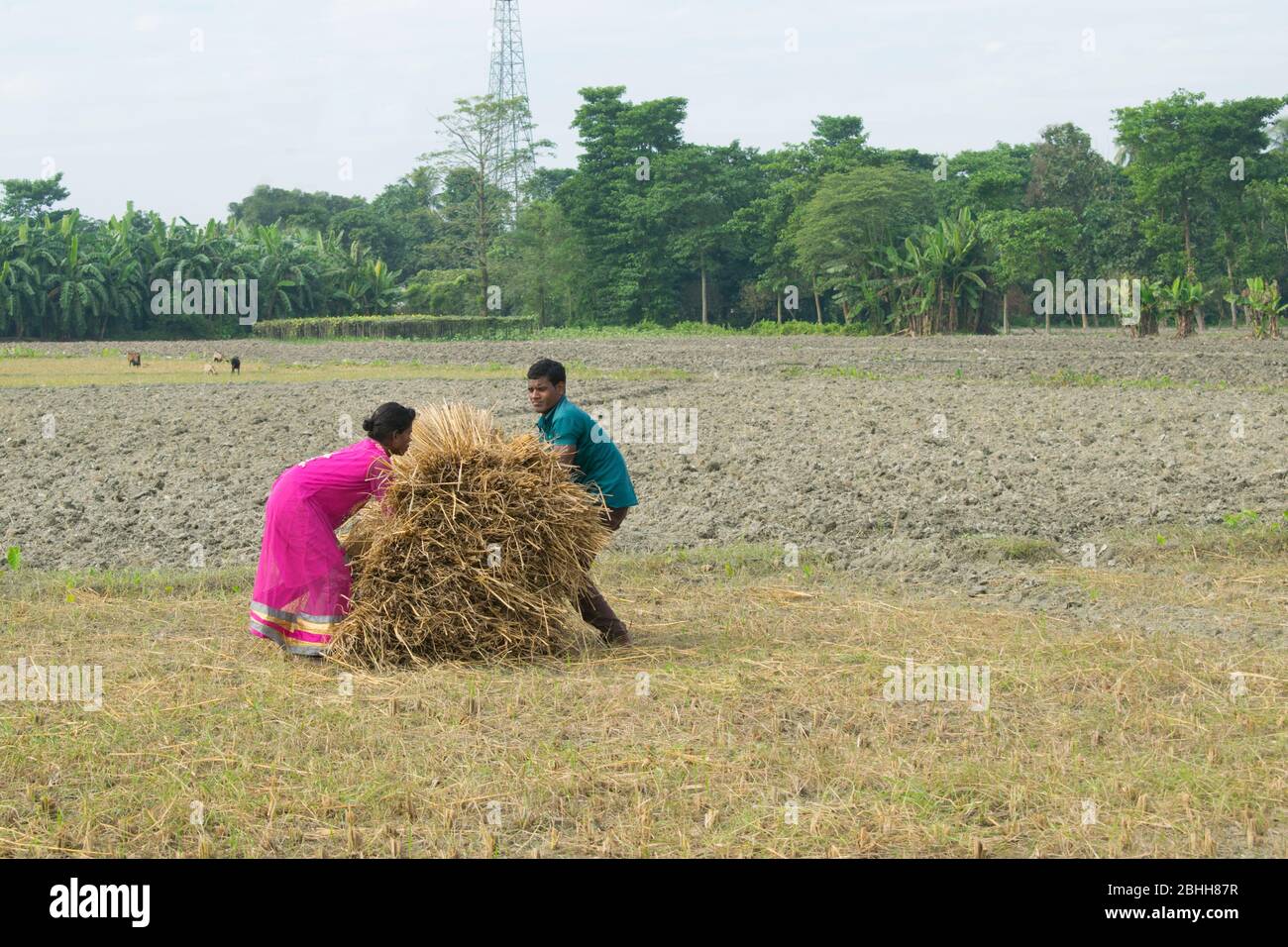 Indian man making bundle of harvested bundle of wheat at field Stock ...