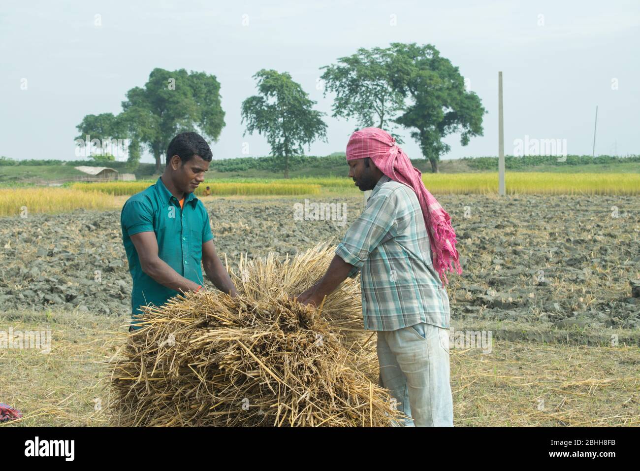 Indian man making bundle of harvested bundle of wheat at field Stock ...